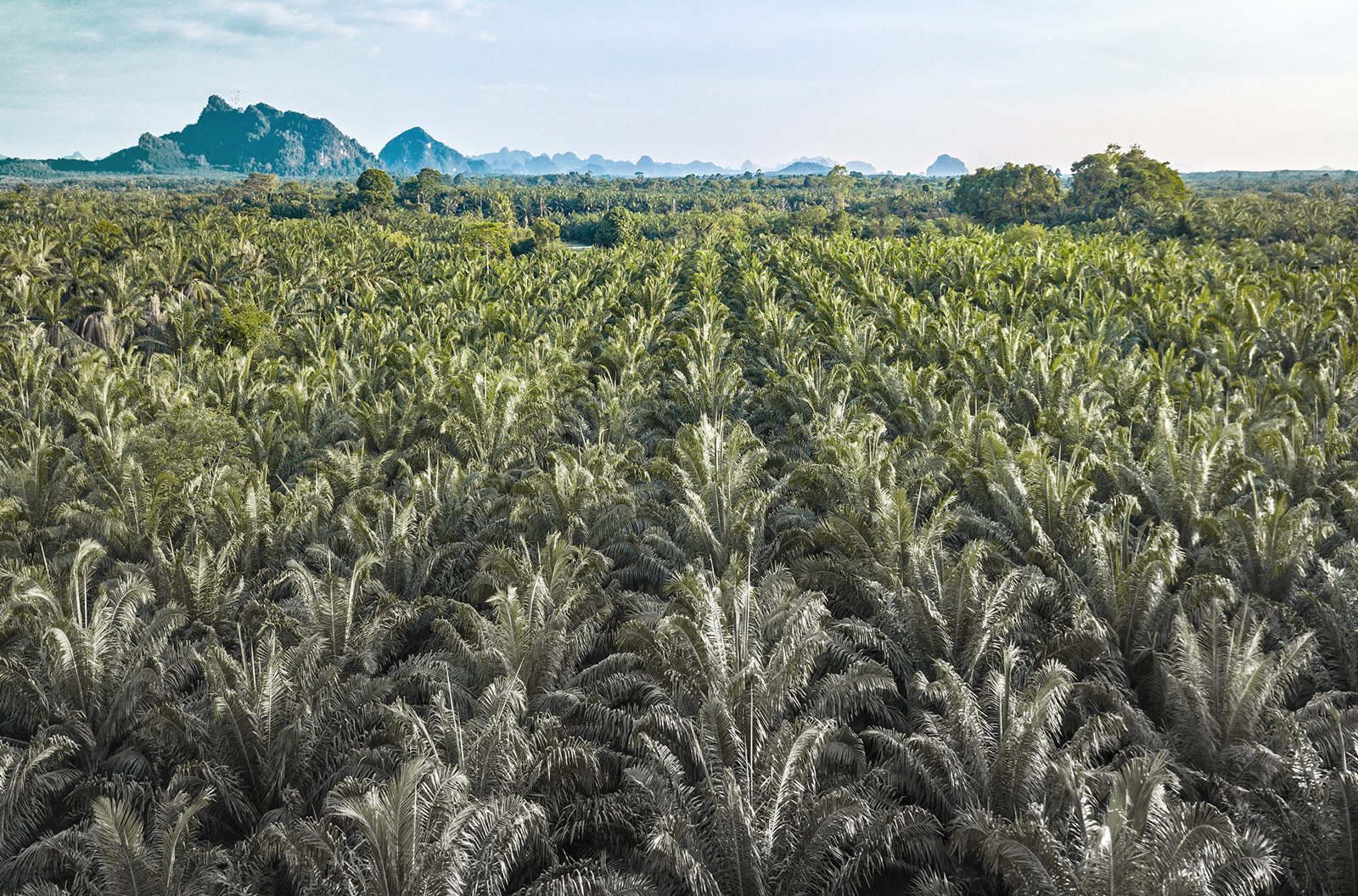 Mission – MPB Commodities